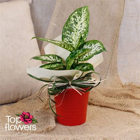 Дифенбахия (Dieffenbachia) | Top Flowers.com