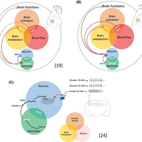 Schematic Representation Of The Demonstration That The Astrocytic Download Scientific Diagram