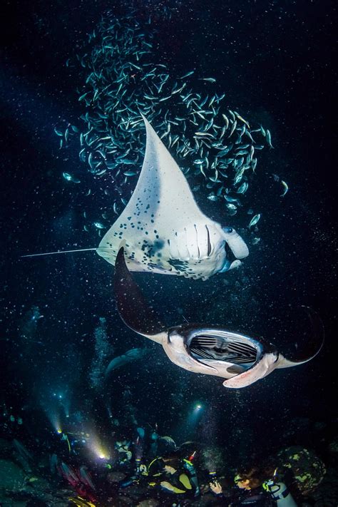 Scuba Diving Top 100 Best Overall Destinations Scuba Diving