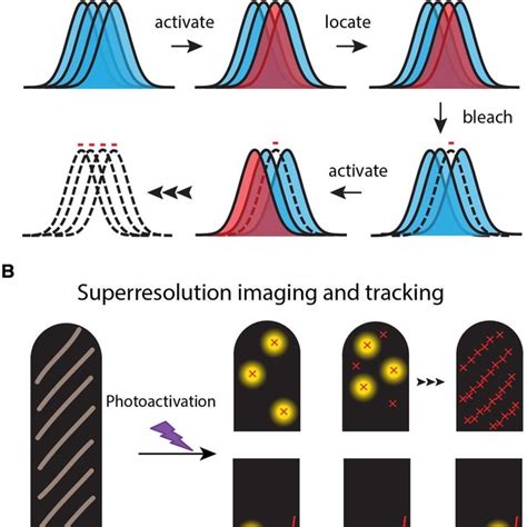 Schematic Of The Super Resolution Imaging Method A Each Fluorescent Download Scientific
