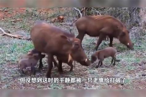 老鹰猎杀疣猪全过程，面对这么多疣猪，它竟然还敢下手
