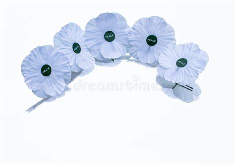 White Poppy Remembrance Day Stock Image Image Of Grave Flower 161455863