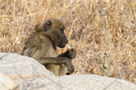 Wildlife Den – South African Wildlife Photography » Baboons