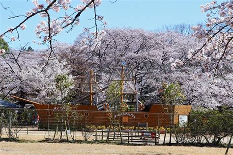 清水公園 しだれ桜 清多夢くらぶ 楽天ブログ