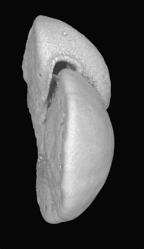 Genus Cibicides Illustrated Guide To Benthic Foraminifera Of Puget