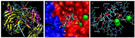 In Silico Blind Docking A B And Molecular Dynamic Simulations C Of