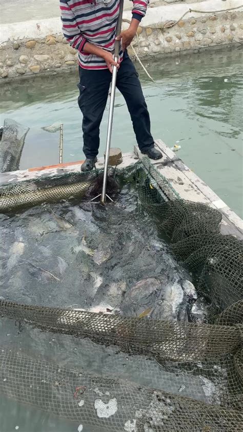 48 1300 放魚 🔥 400斤🔥 黑格 斑頭 金目鱸 大金鯧 變身苦 直播過程起第9隻大金鯧 天氣涼涼沒太陽 歡迎大家來坐釣