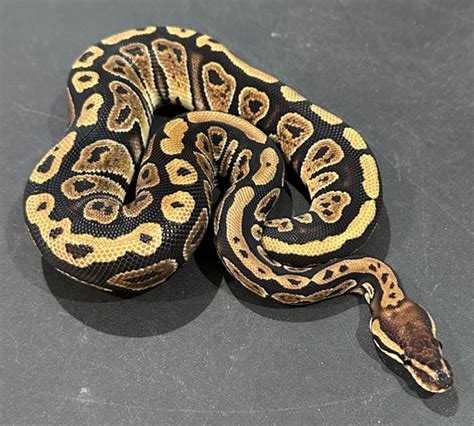 Het Puzzle Ball Python By Bauds Exotic Reptiles
