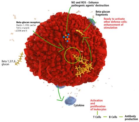 Molecules Free Full Text Development Of Fish Immunity And The Role