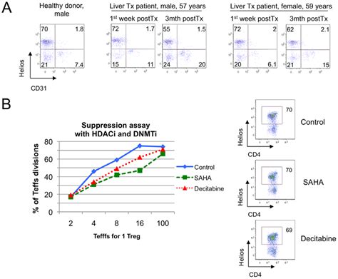 Helios Expression By Human Tregs Did Not Correlate With Cd31 Or Download Scientific Diagram