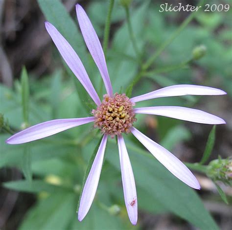 Engelmanns Aster Eucephalus Engelmannii Synonym Aster Engelmannii