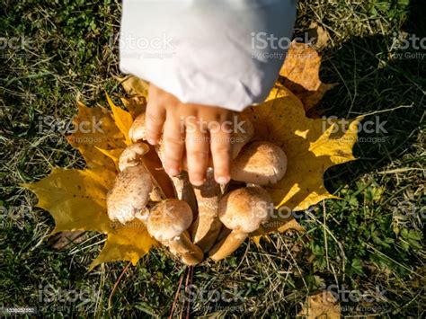 가을 숲에서 얼굴없는 아기 손 터치 꿀 버섯 클로즈업 노란 잎에 아름다운 식용 버섯 10월에 대한 스톡 사진 및 기타 이미지 10월 2 3 살 가린 얼굴 Istock