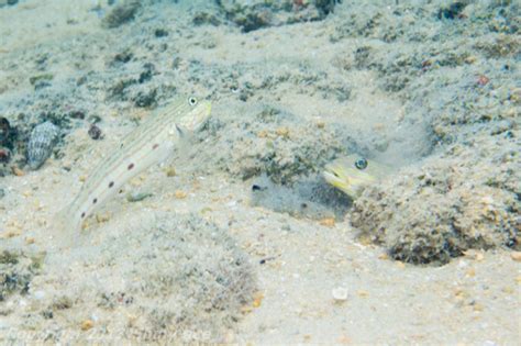 サザナミハゼ ダイバーの海水魚図鑑 Shiny Ace