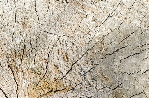오래 된 나무 밑둥 배경 컷 로그의 단면으로 풍 화 된 나무 질감 0명에 대한 스톡 사진 및 기타 이미지 0명 개념 거친