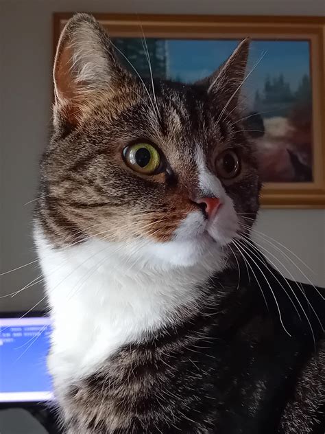 spock r standardissuecat