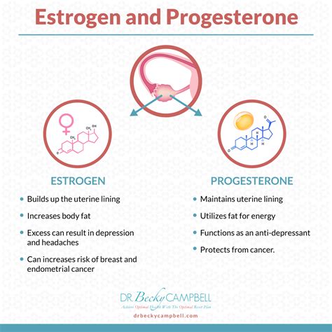 Estrogen And Progesterone Dr Becky Campbell