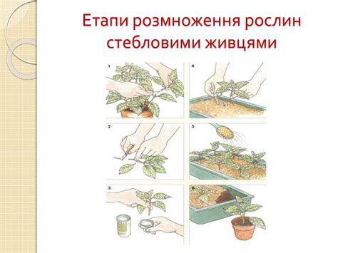 Вегетативне розмноження рослин Online Presentation