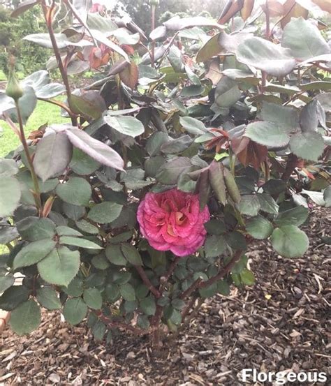 The Different Rose Types Plant Facts And Images Florgeous