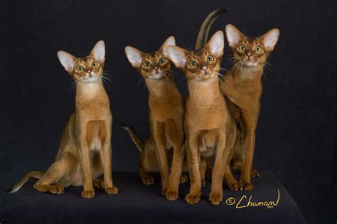 Abyssinian Page Breedlist