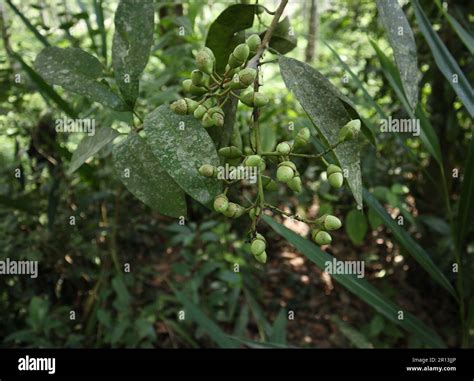 Close Up Of A Green Fruit Cluster Of A Marking Nut Tree Semecarpus Variety In Sri Lanka This