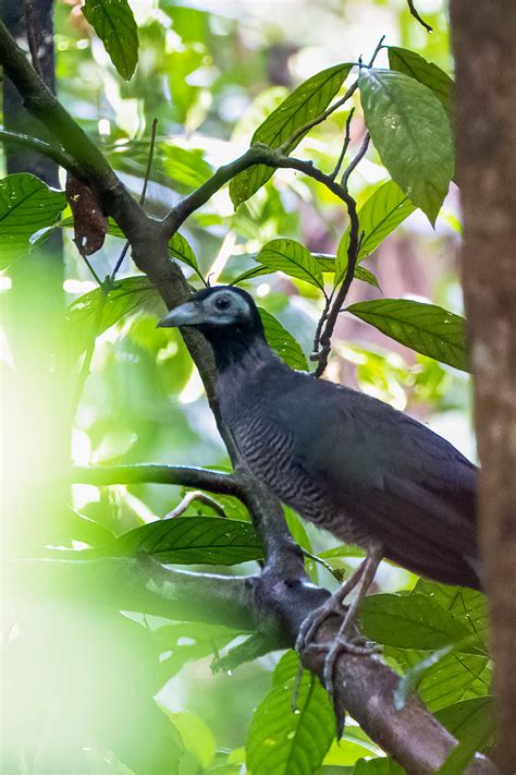 Bornean Ground Cuckoo 221005 Photo From A Very Crowded B Flickr