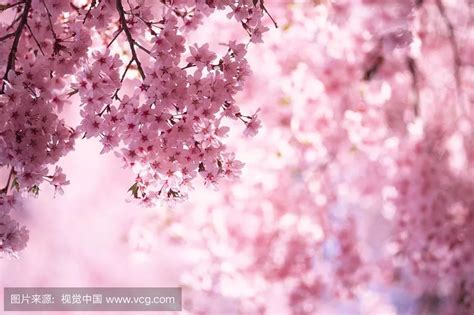 樱你而来再续樱缘邵武和平古镇大埠岗樱花一日游 搜狐大视野 搜狐新闻