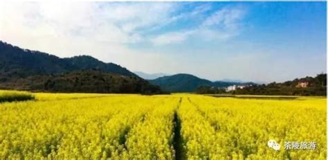 本周五一起去茶陵秩堂鎮賞油菜花吧 每日頭條