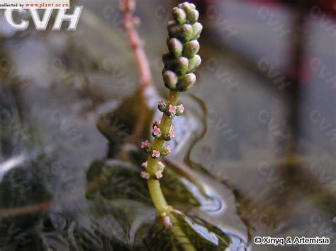 穗状狐尾藻Myriophyllum spicatum Linn 植物图片库 植物通
