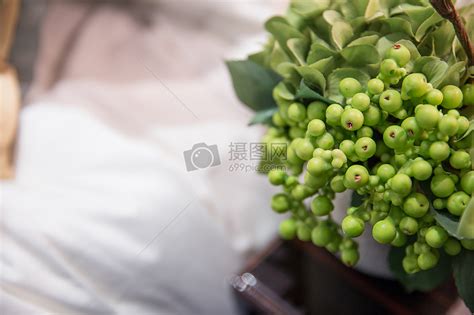 室内环境中的一盆花高清图片下载 正版图片500455162 摄图网