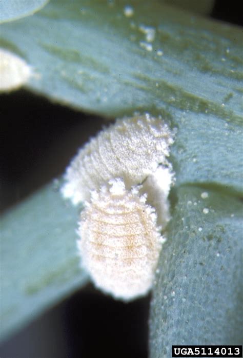 Solanum Mealybug Phenacoccus Solani