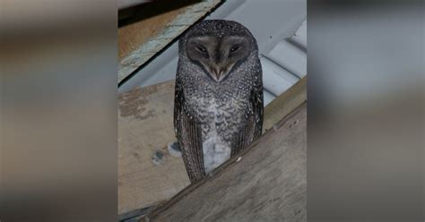 Lesser Sooty Owl Tyto Multipunctata By Deane Lewis The Owl Pages