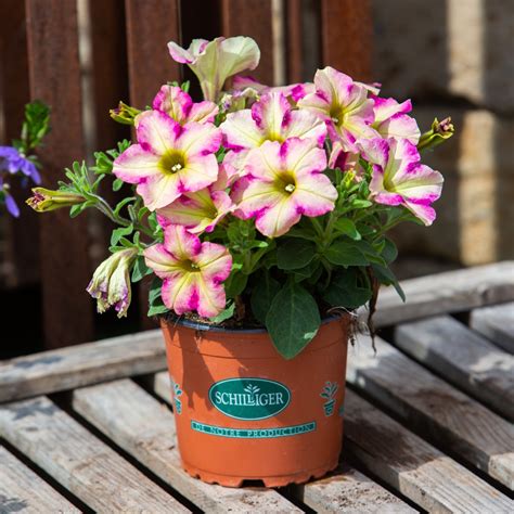 Pots Schilliger Production Surfinia Pot De 12 Cm Schilliger