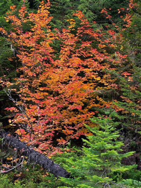42 Best Trees With Multiple Trunks Images On Pinterest Flowering Trees Crepe Myrtle