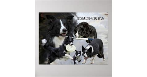 Border Collie Poster Zazzle