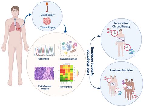 Our Connection Between The Immune System And Circadian Rhythms Could Download Scientific