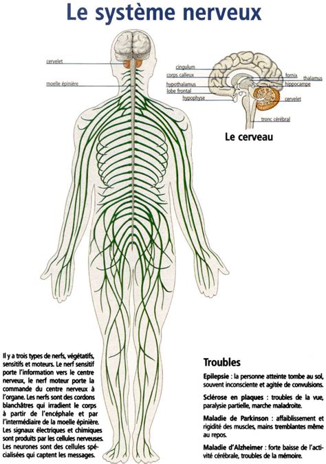 Les Meilleures Images Du Tableau GANGLIONS Sur Pinterest Recherche Anatomie Et Douleur