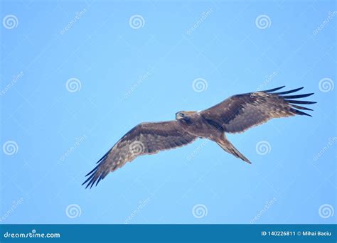 Booted Eagle Hieraaetus Pennatus Stock Image Image Of Cannals Prey