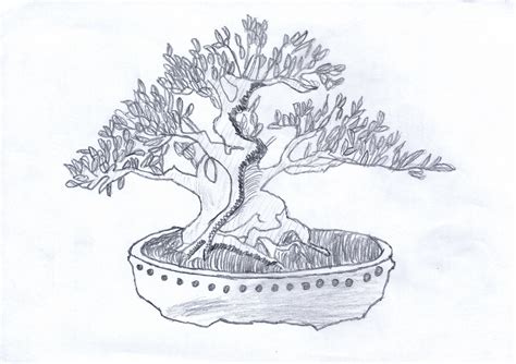 Explore The Beauty Of Bonsai Trees At Amazing Bonsai Trees Blog Bonsai Tree Drawing