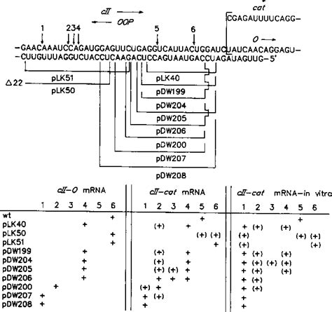 Figure 2 From The Cleavage Specificity Of Rnase Iii Semantic Scholar