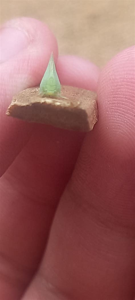 What Is This Tiny Insect R Whatisthisbug