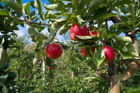 苹果园里成熟的红苹果高清图片下载 正版图片504304910 摄图网