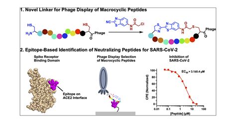 Novel Regioselective Approach To Cyclize Phage Displayed Peptides In