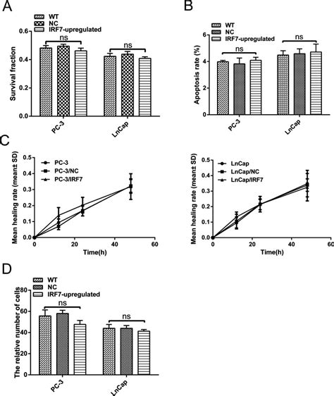 Overexpression Of Interferon Regulatory Factor 7 Irf7 Reduces Bone