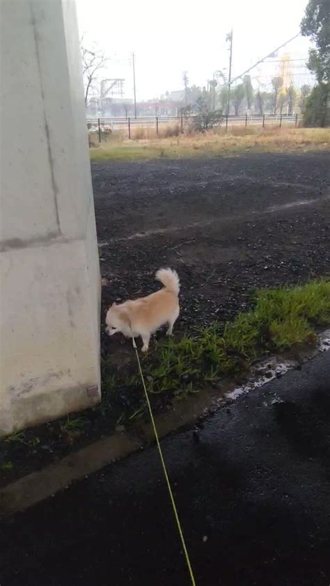 犬好き on Twitter 散歩に行ってきました