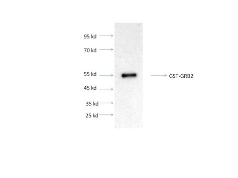 Recombinant Human Grb2 Gst N Term Protein H00002885 P01 Bio Techne