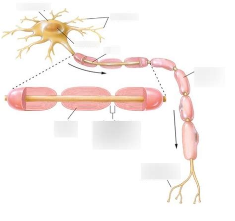 Diagram Of Neuron Structure Quizlet