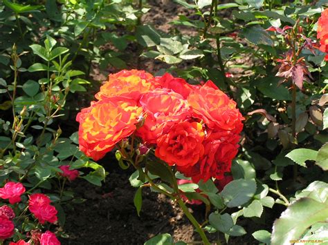 Обои ЦВЕТОЧЕК Цветы Розы обои для рабочего стола фотографии цветоЧек цветы розы Обои для