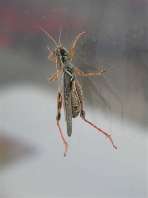 Grasshopper On A Window 4 By Windthin On Deviantart