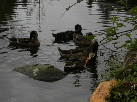 Ducks By Slcnine On Deviantart