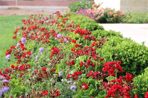 Custom Gardens To Plant A Garden Is To Believe In